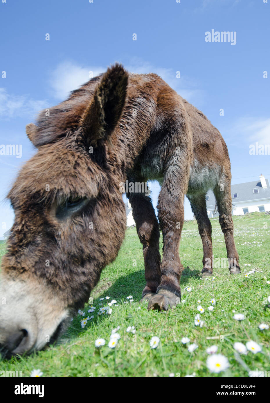 Donkey, dingle, co.Kerry, Ireland Stock Photo - Alamy