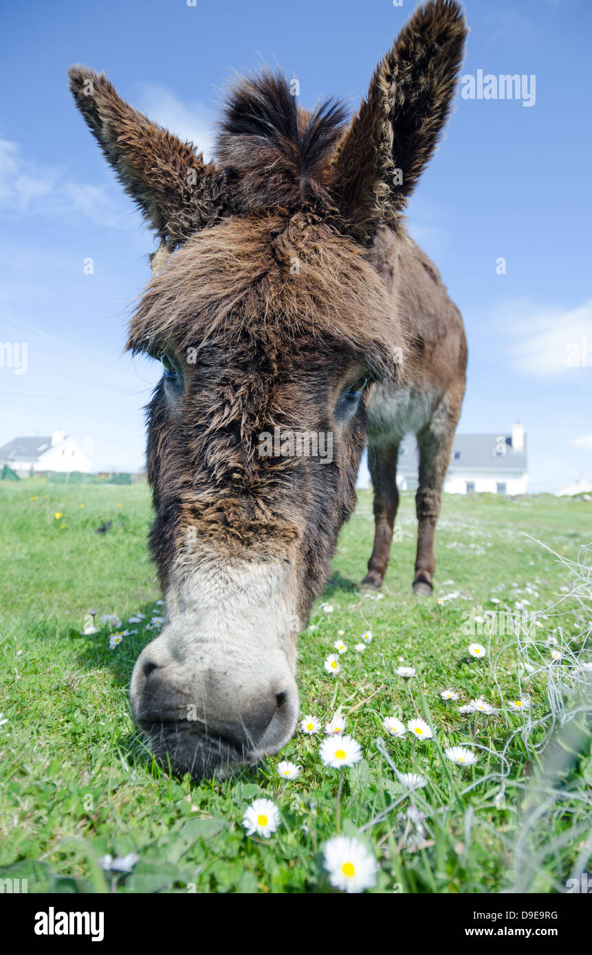 Donkey, dingle, co.Kerry, Ireland Stock Photo - Alamy