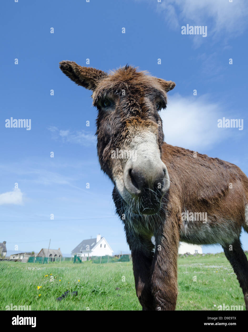 Donkey, dingle, co.Kerry, Ireland Stock Photo - Alamy
