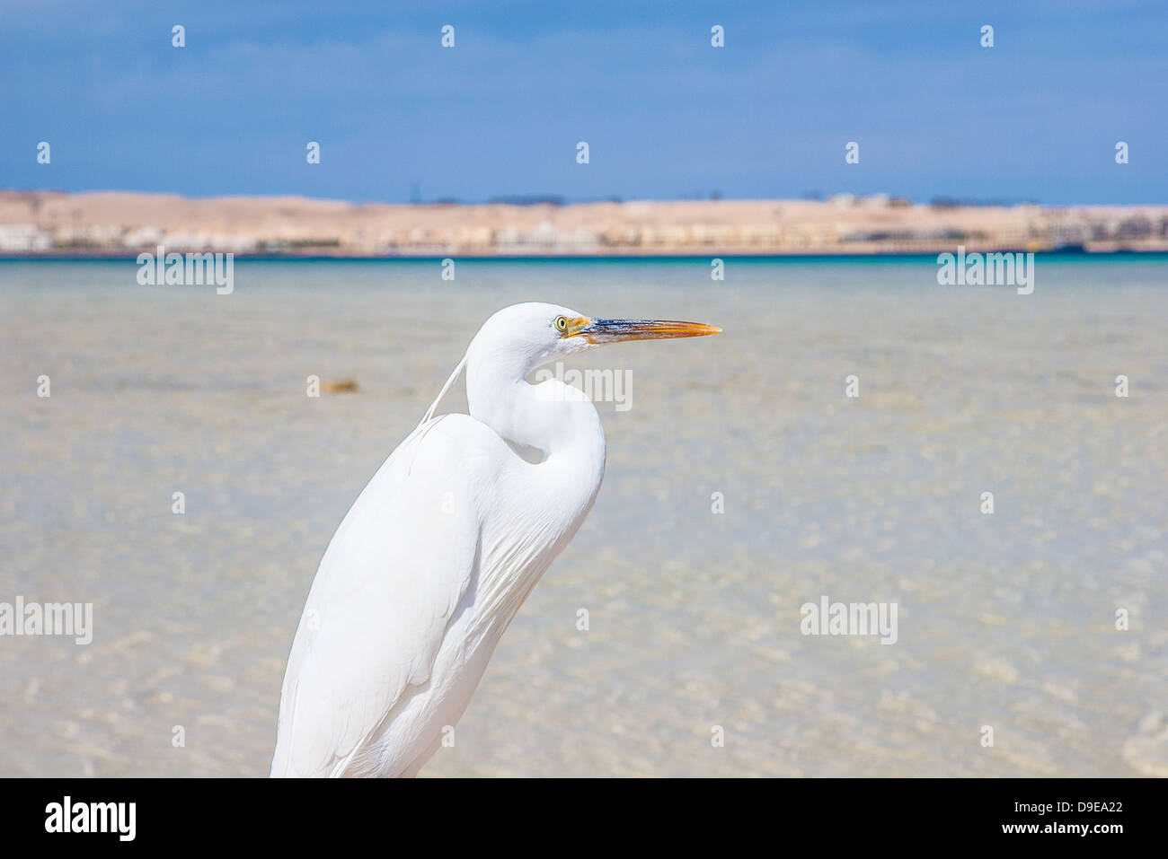 Little egret (egretta garzetta) at wild life Stock Photo - Alamy