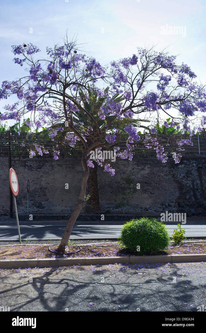 Jacaranda tree growing at a roadside in Playa San Juan, Tenerife ...