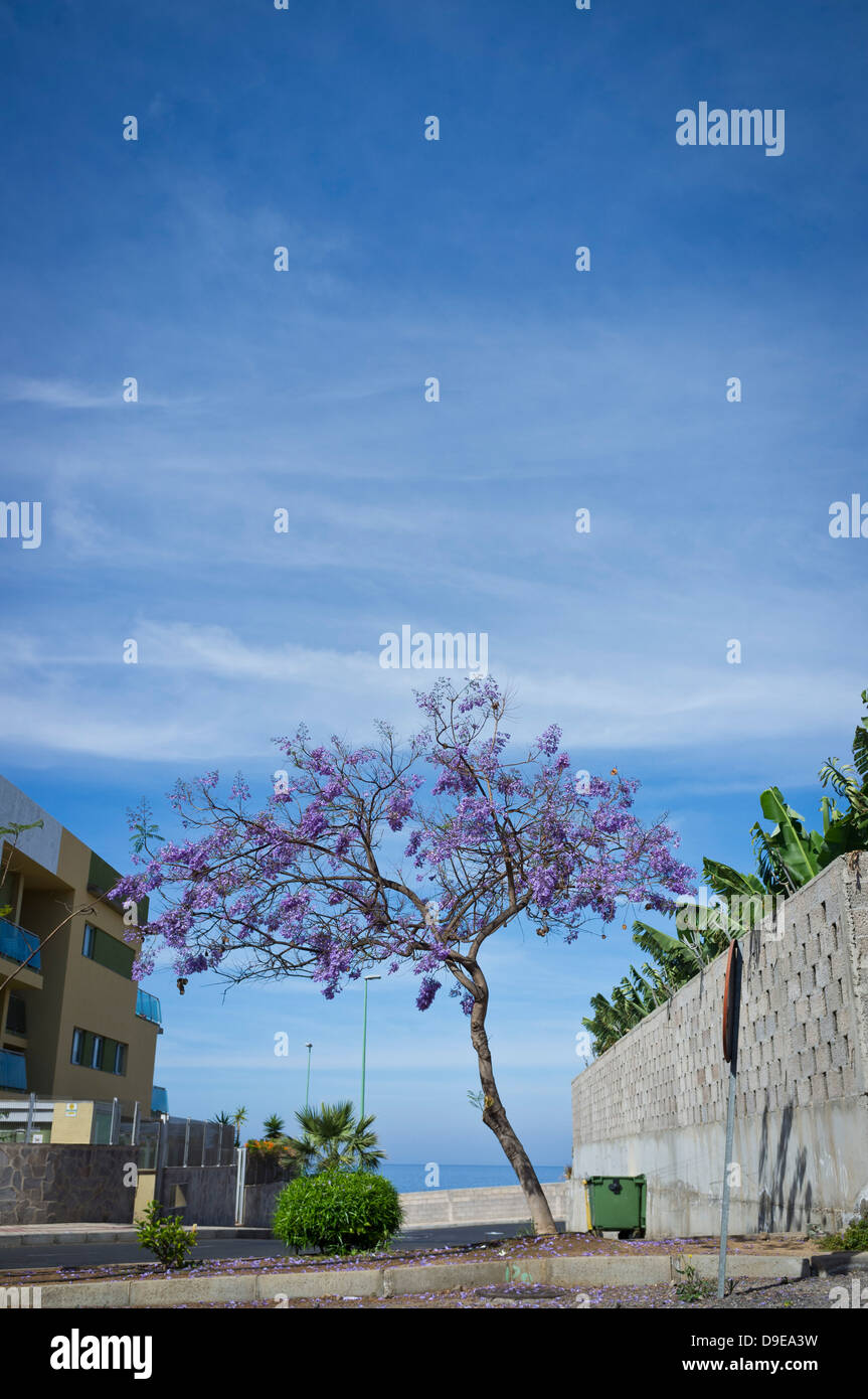Jacaranda growing hi-res stock photography and images - Alamy