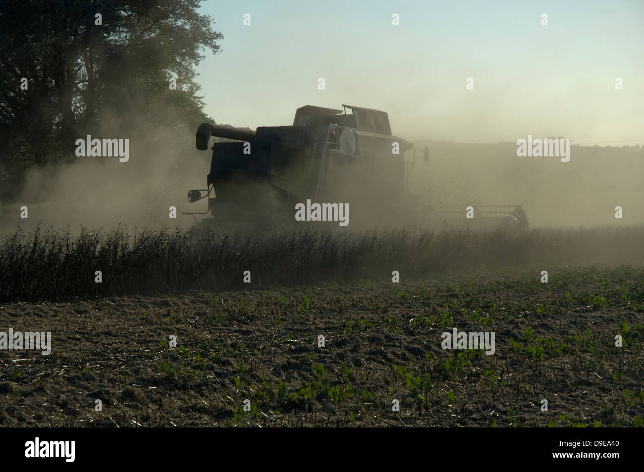 Combining field beans in Suffolk England grown for export to the Middle ...