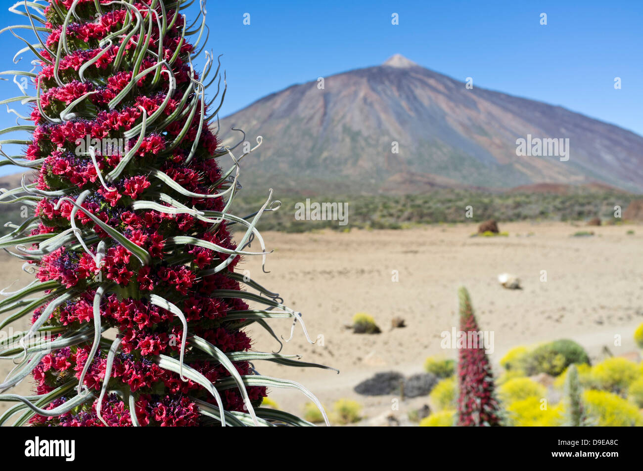 Tajinaste rojo growing in the Las Canadas del Teide national park of ...