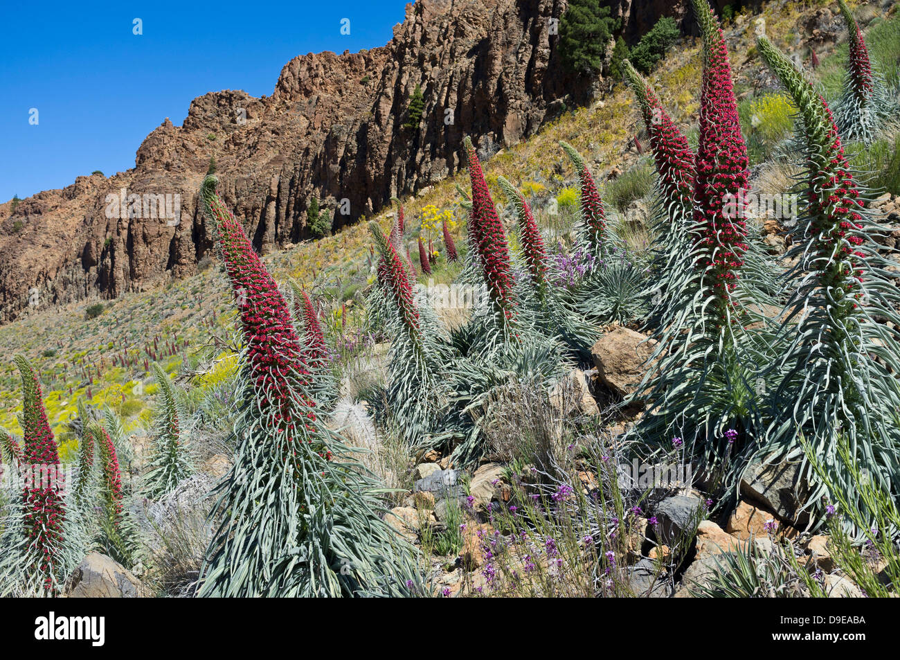 Tajinaste rojo growing in the Las Canadas del Teide national park of ...