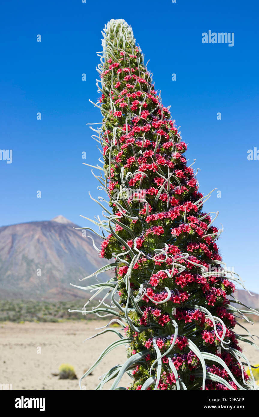 Teide viper's bugloss hi-res stock photography and images - Alamy