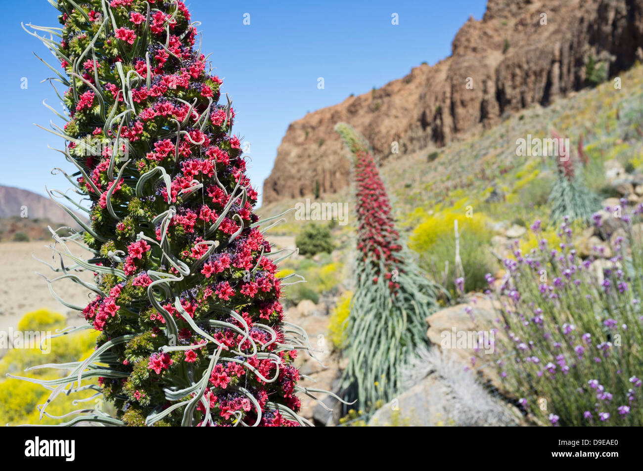 Tajinaste rojo growing in the Las Canadas del Teide national park of ...