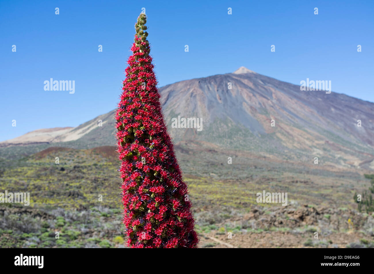 Tajinaste rojo growing in the Las Canadas del Teide national park of ...
