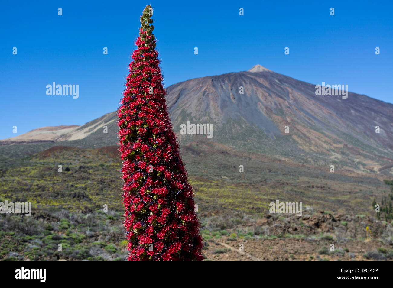 Tajinaste rojo growing in the Las Canadas del Teide national park of ...
