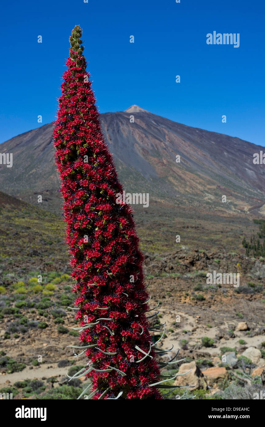 Teide viper's bugloss hi-res stock photography and images - Alamy