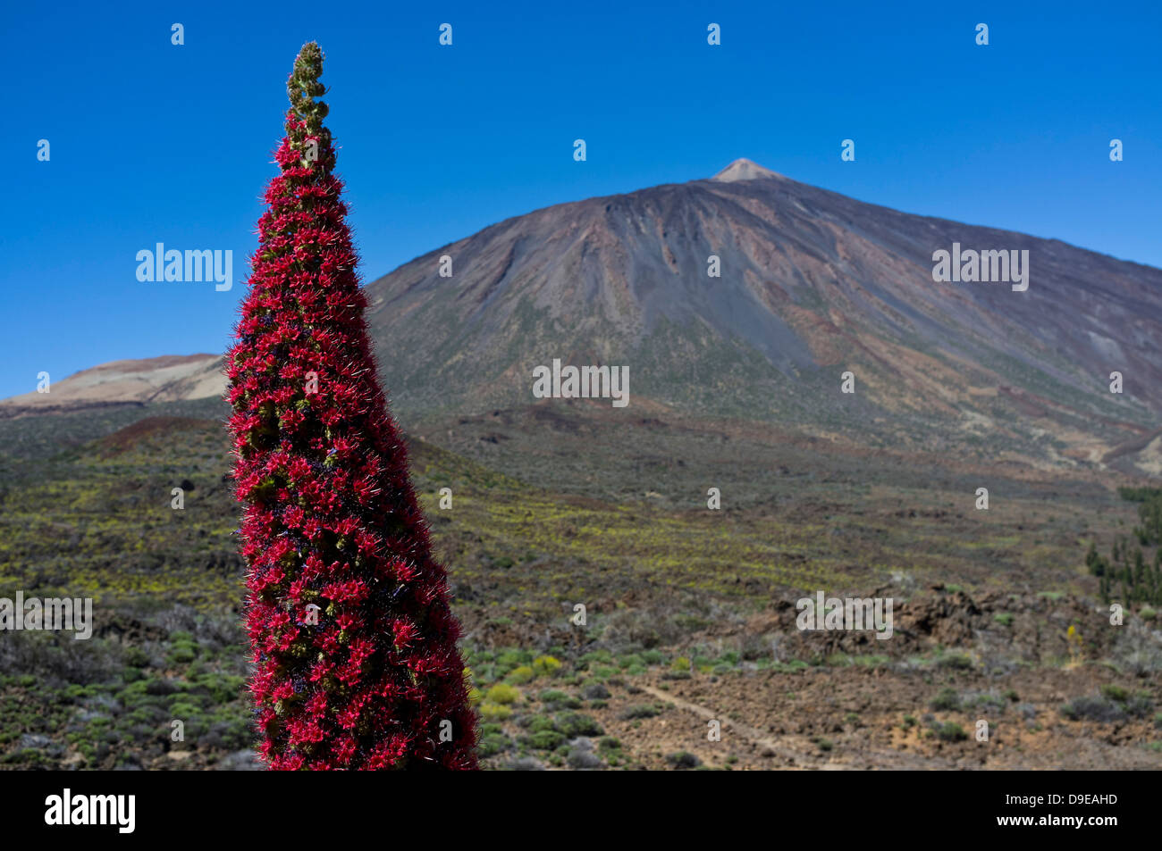 Tajinaste rojo hi-res stock photography and images - Alamy