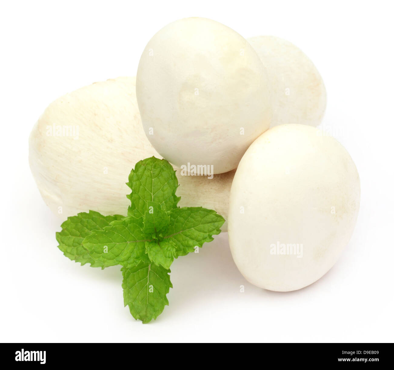Milky mushroom with mint leaves Stock Photo - Alamy