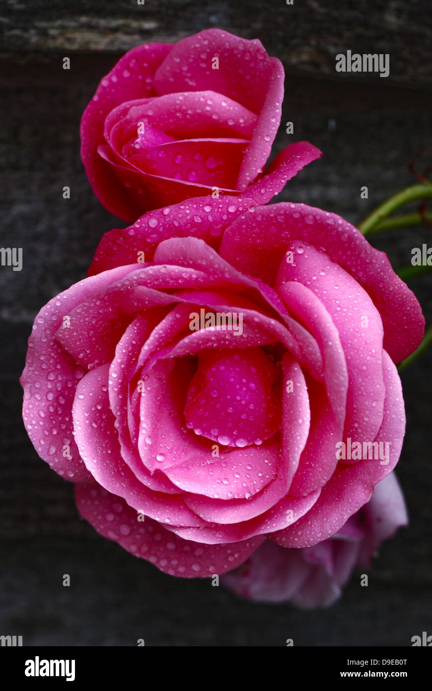2 Pink Roses after the rain in Garden Setting Stock Photo - Alamy