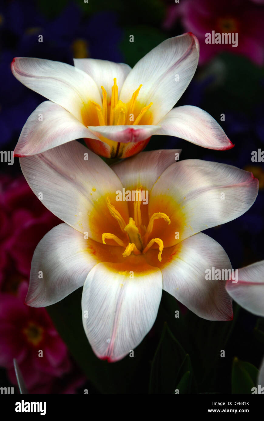 A Study of 2 Lillies Stock Photo - Alamy