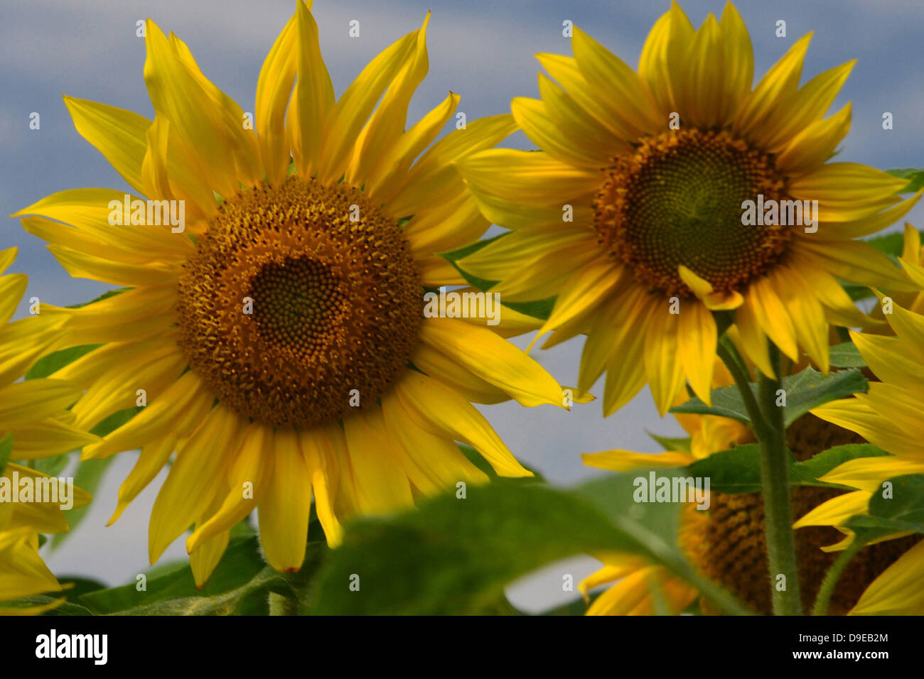 Multiple sunflowers hi-res stock photography and images - Alamy