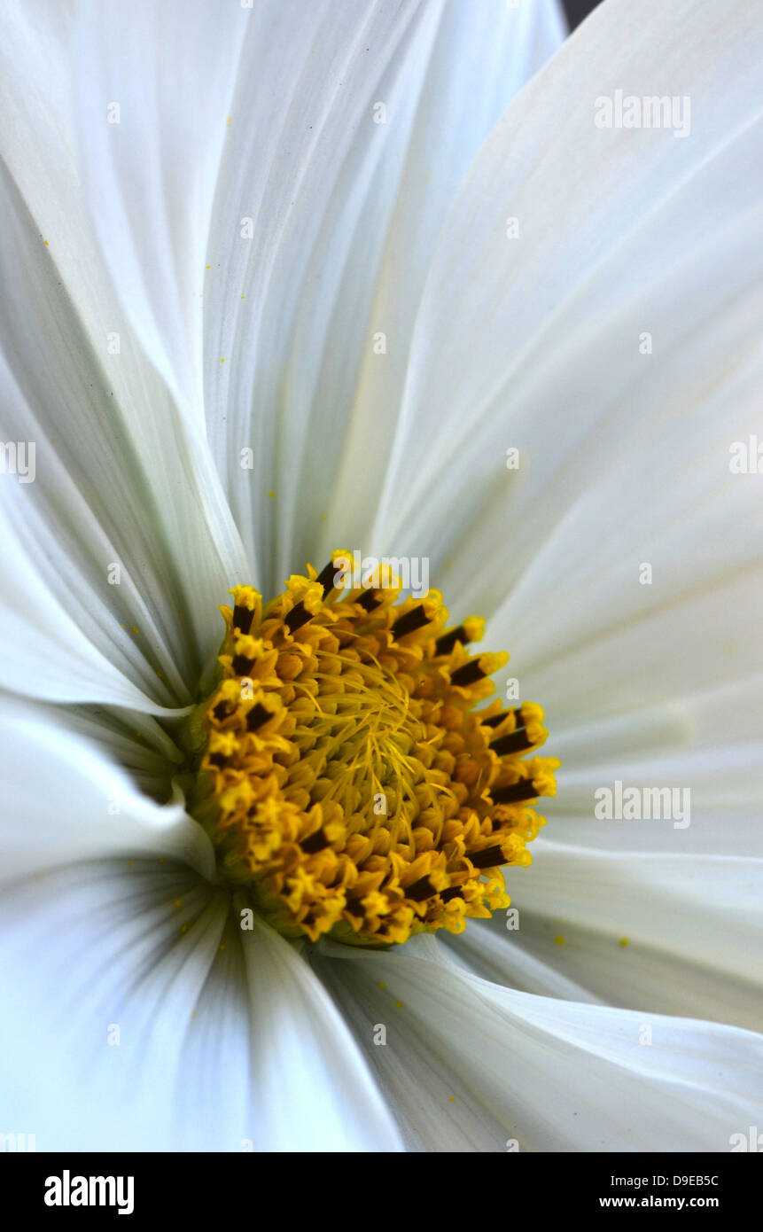 Summer White Cosmos Stock Photo - Alamy