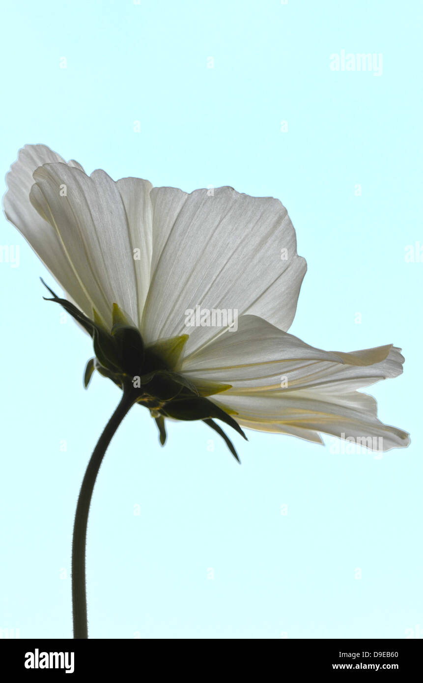 Side view Summer White Cosmos Stock Photo - Alamy