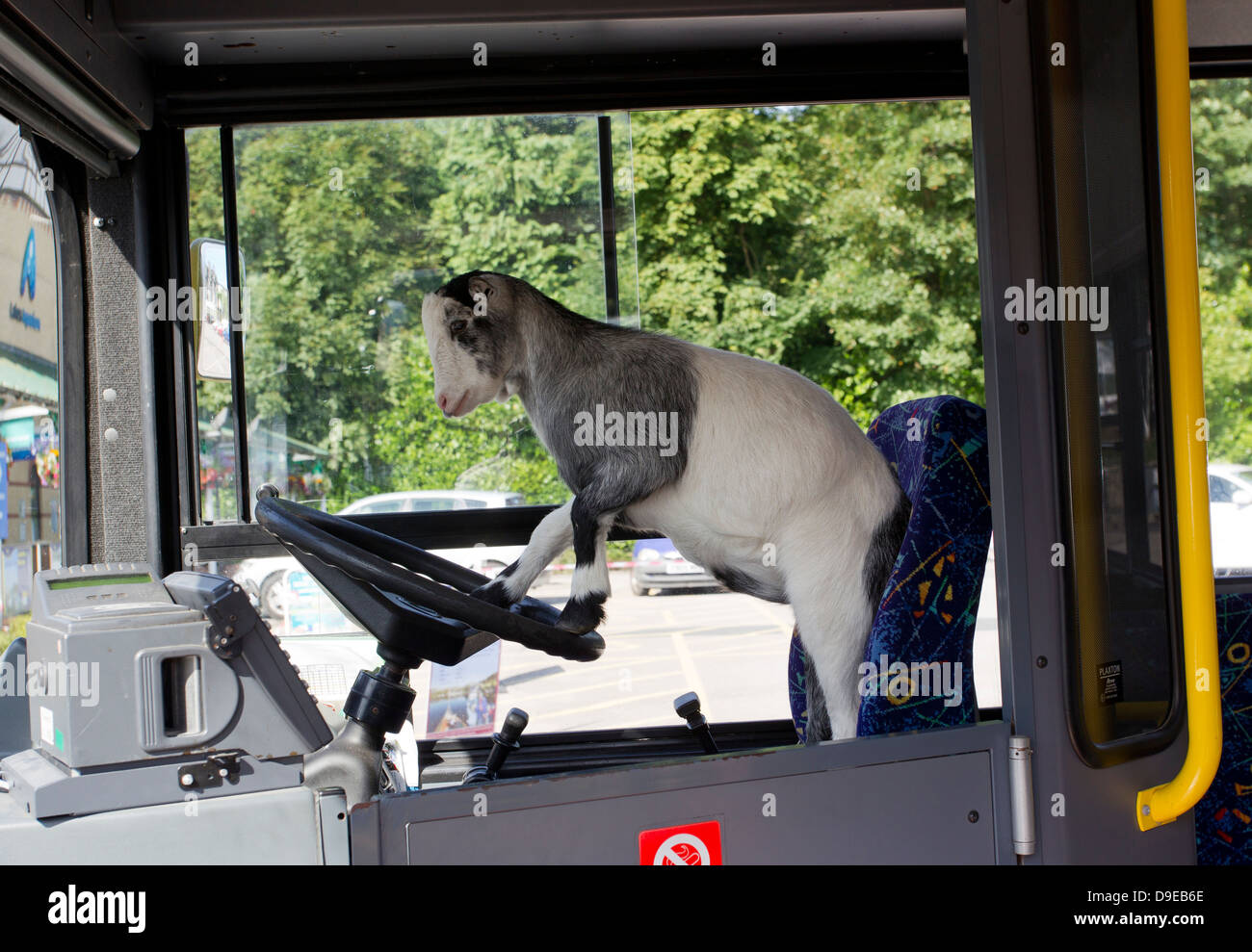 mountain goat at the driving of wheel of bus Stock Photo - Alamy