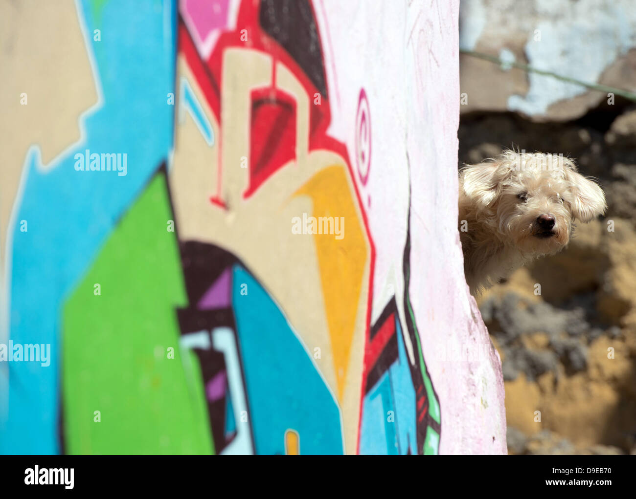 A dog gazes around the corner of a house in the favela Santa Marta in ...