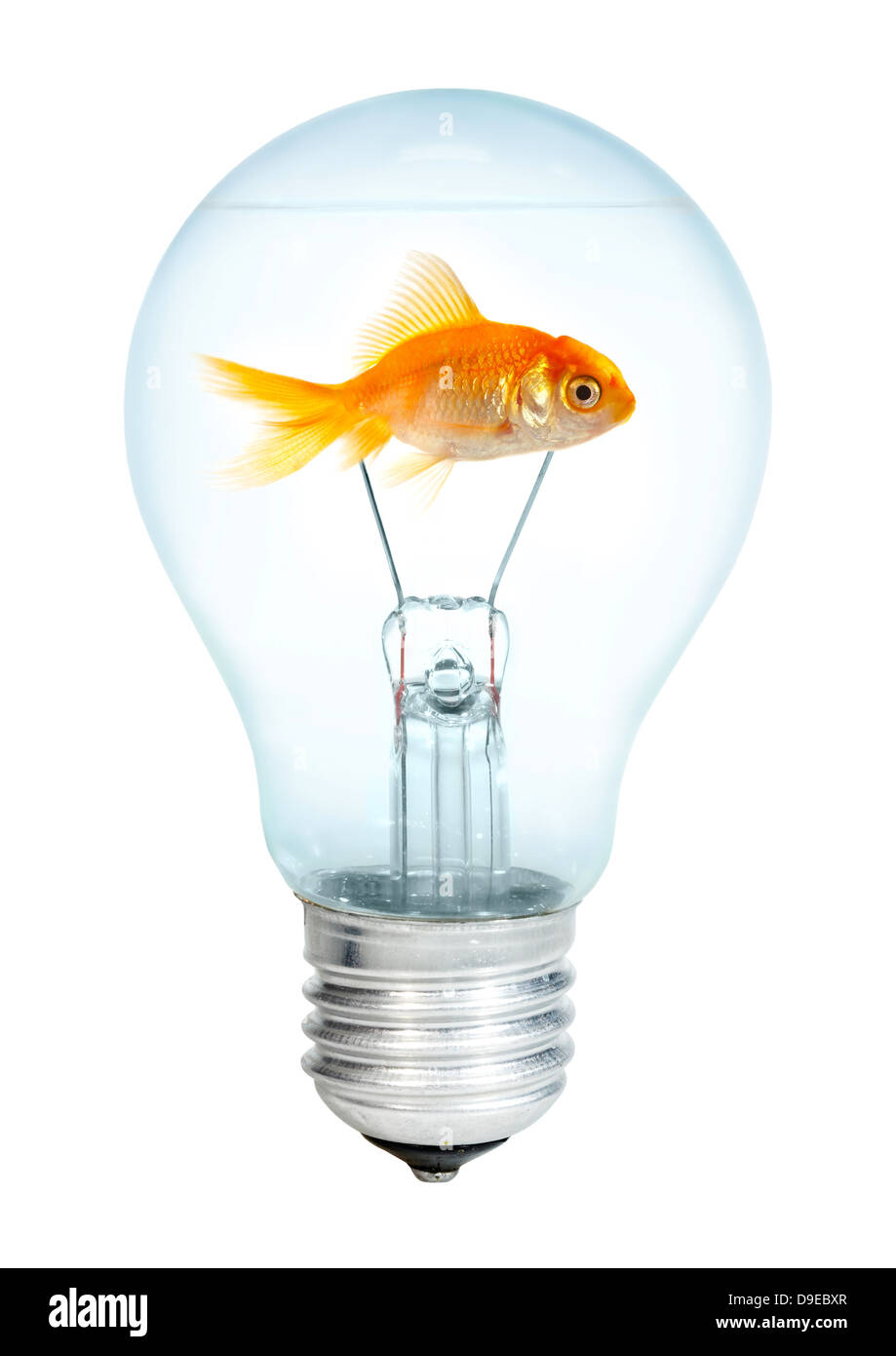 Gold small fish in light bulb on a white background Stock Photo - Alamy