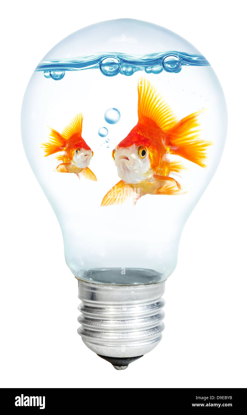 Gold small fish in light bulb on a white background Stock Photo - Alamy