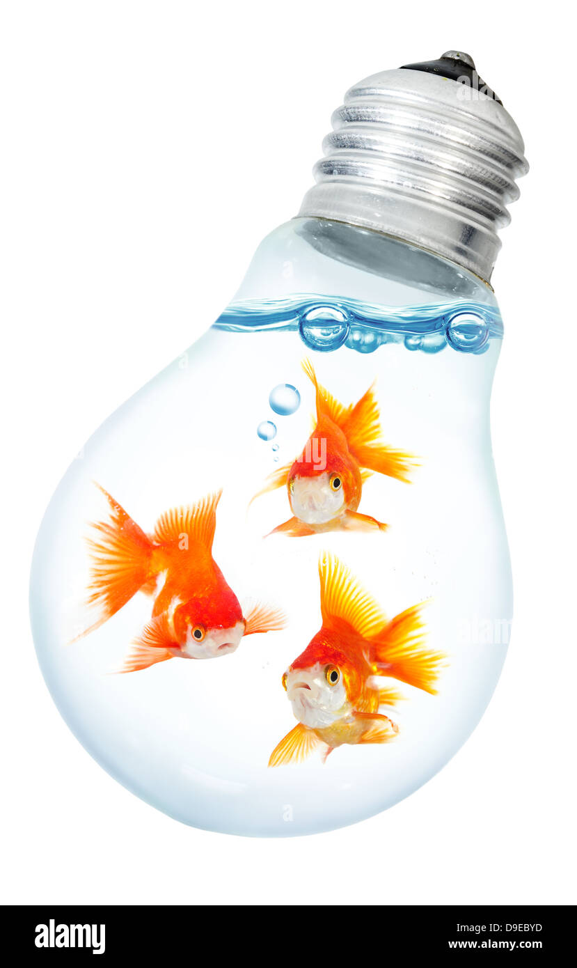 Gold small fish in light bulb Stock Photo - Alamy