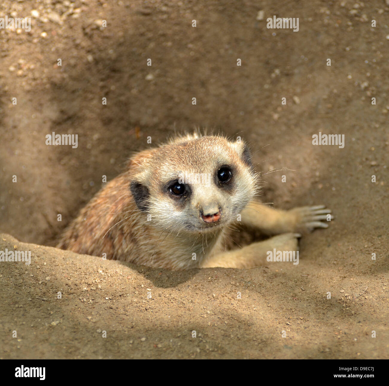 Meerkat peeking from ground Stock Photo - Alamy