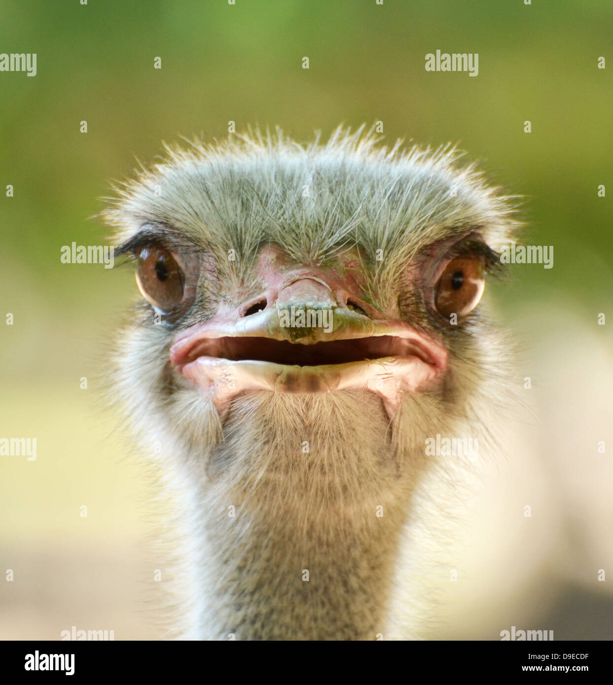 Ostrich head closeup Stock Photo - Alamy