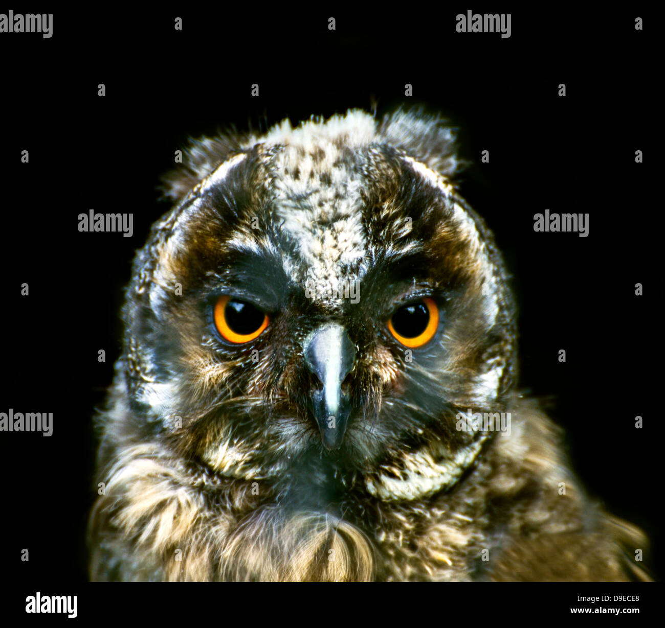 Fearful owl hi-res stock photography and images - Alamy