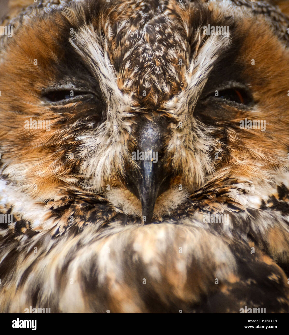 Barred owl sleeping hi-res stock photography and images - Alamy
