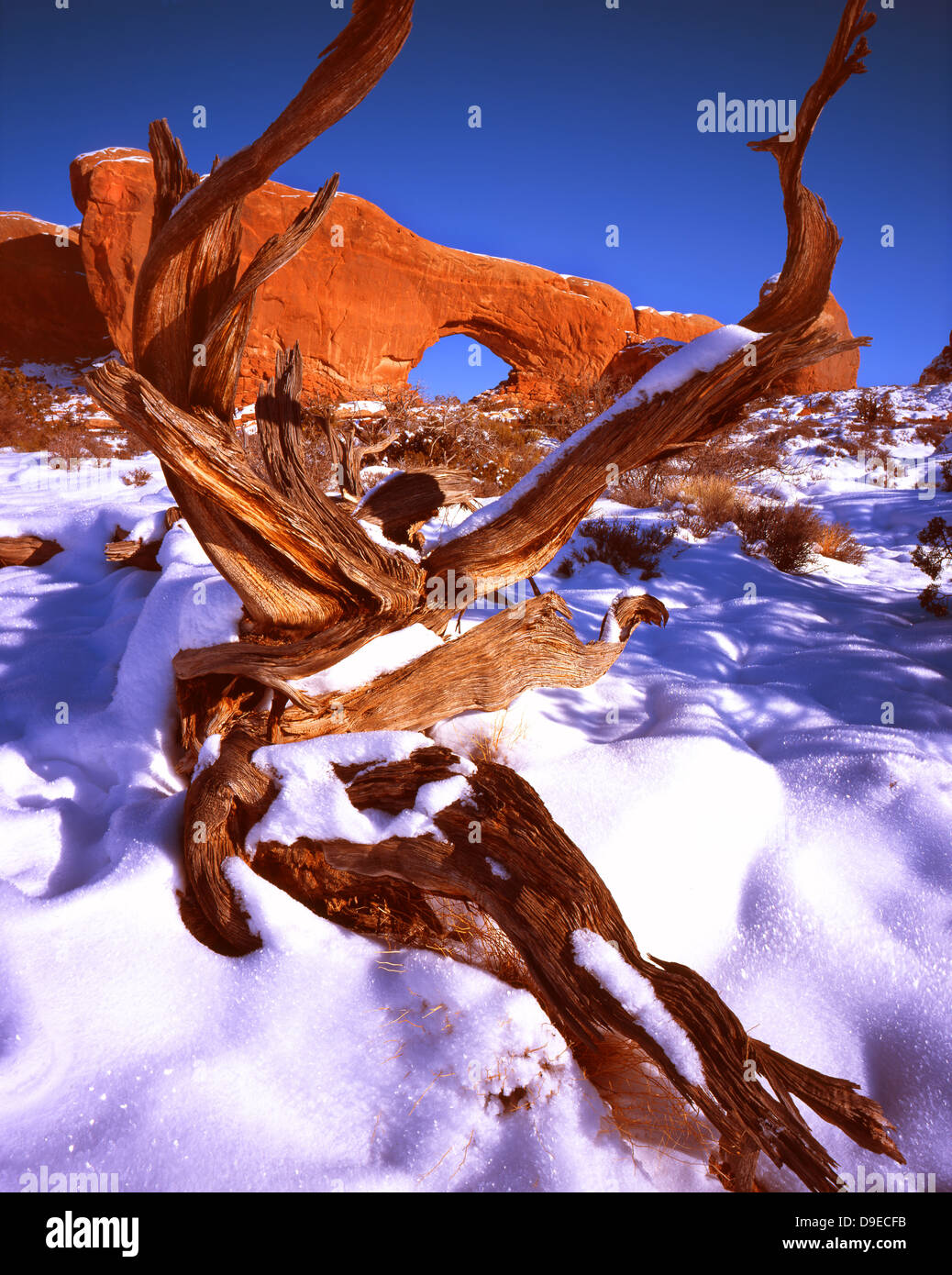 Dead juniper tree hi-res stock photography and images - Alamy