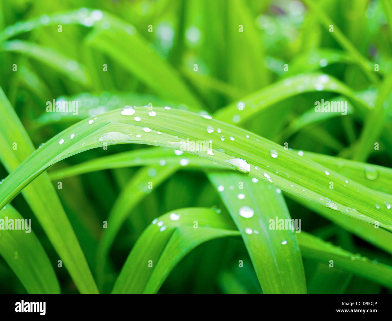 Water droplet magnification hi-res stock photography and images - Alamy