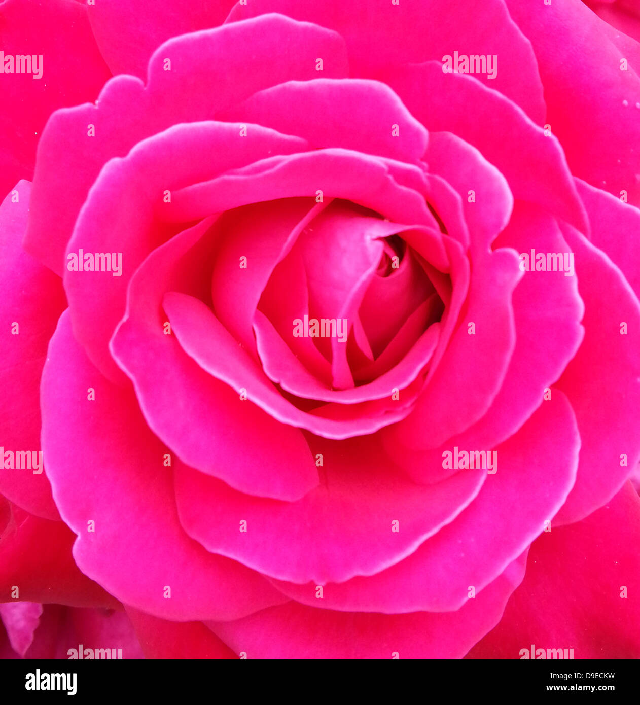 Pink rose macro shot Stock Photo - Alamy