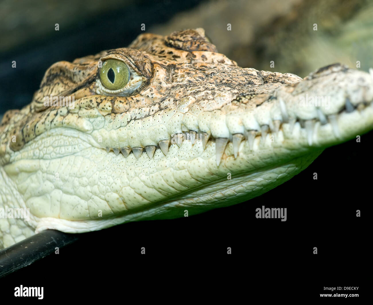 Gator head hi-res stock photography and images - Alamy