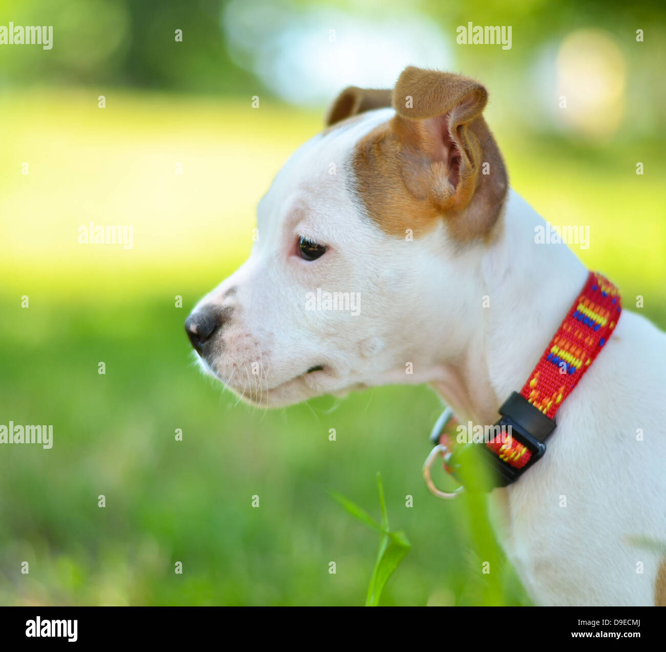 Portrait of American Staffordshire cute terrier puppy Stock Photo - Alamy