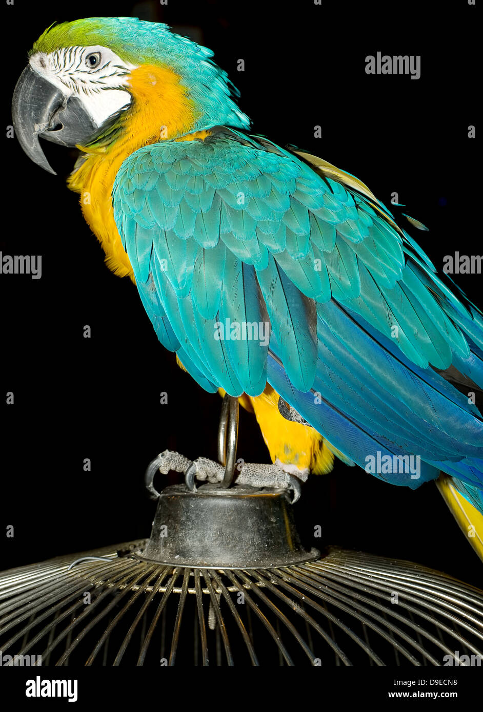 Parrot animal hi-res stock photography and images - Alamy