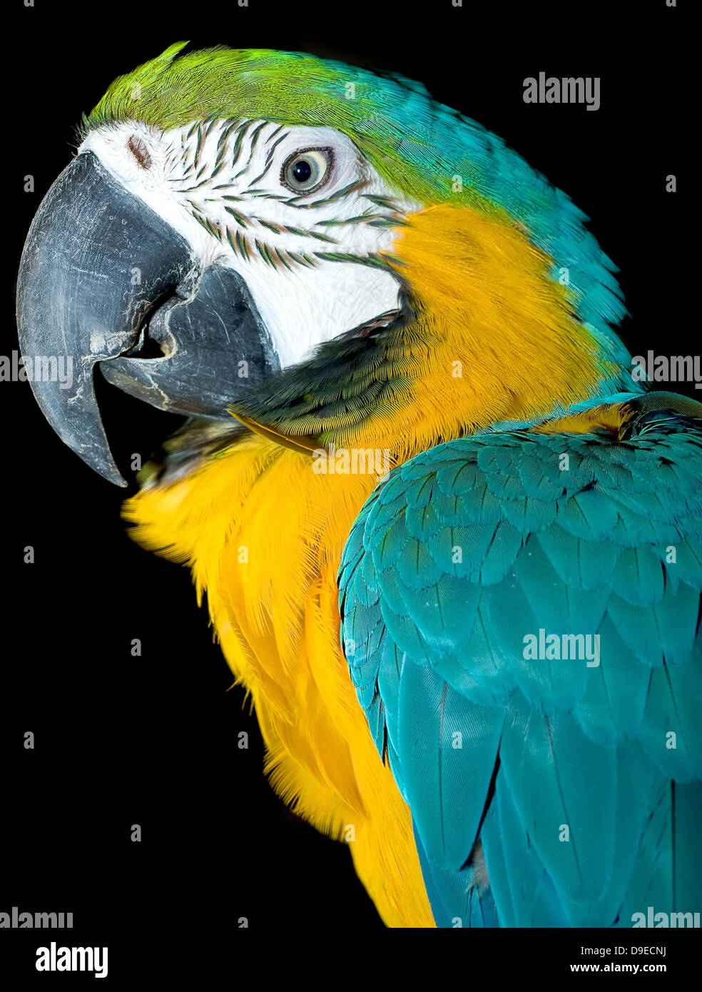 Parrot animal hi-res stock photography and images - Alamy