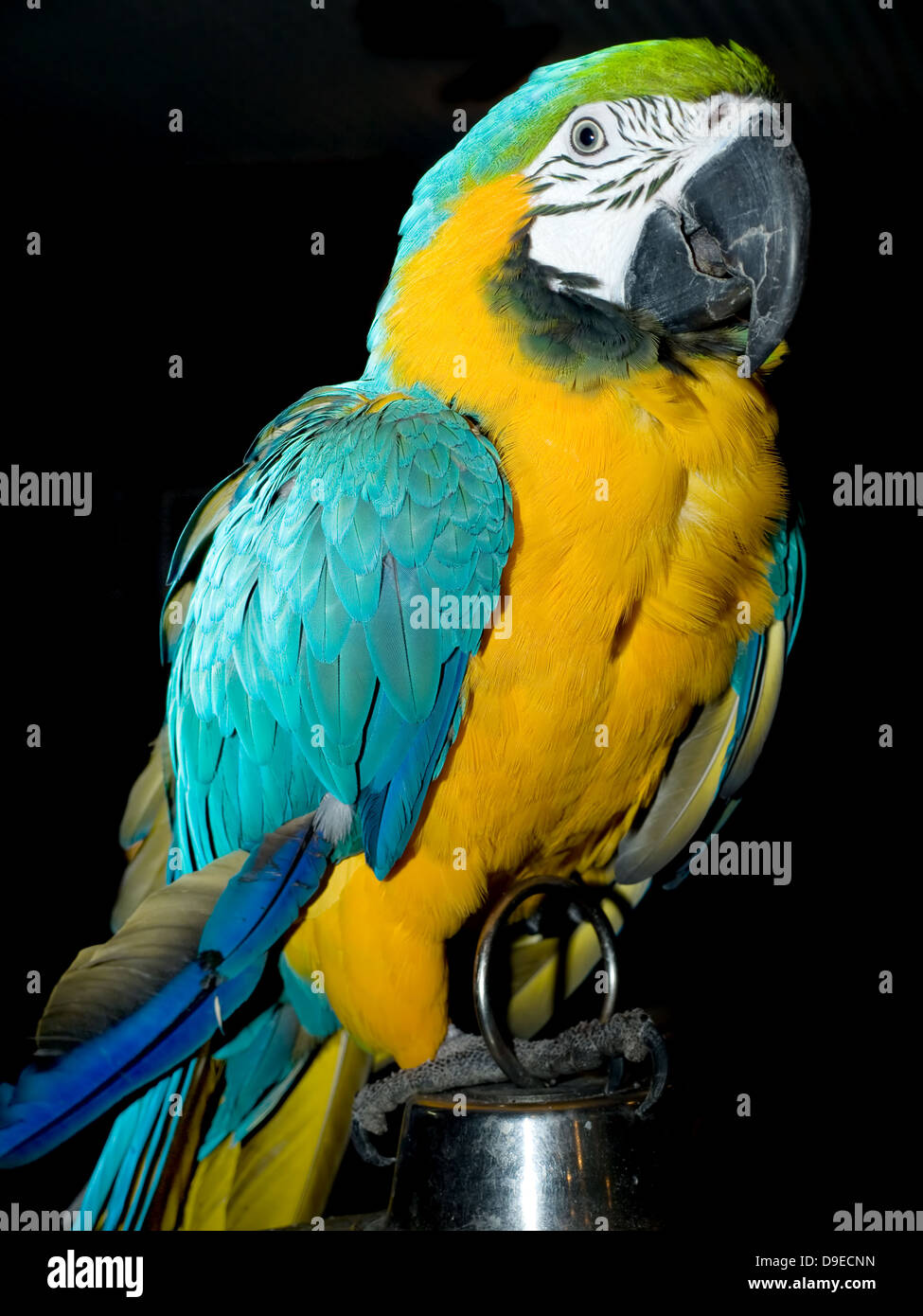 Parrot animal hi-res stock photography and images - Alamy