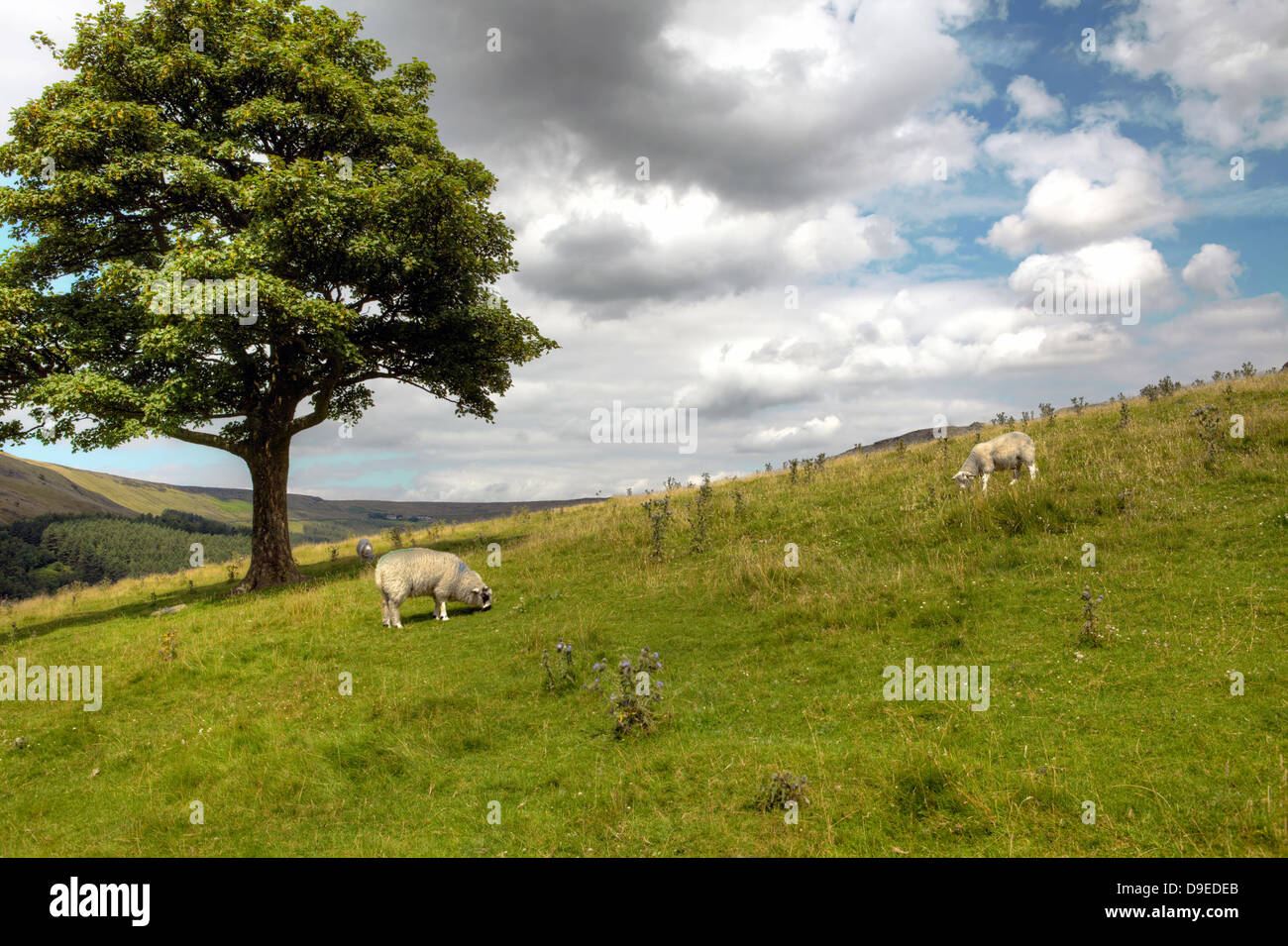 English Pennine landscape with grazing sheep and large tree Stock Photo ...