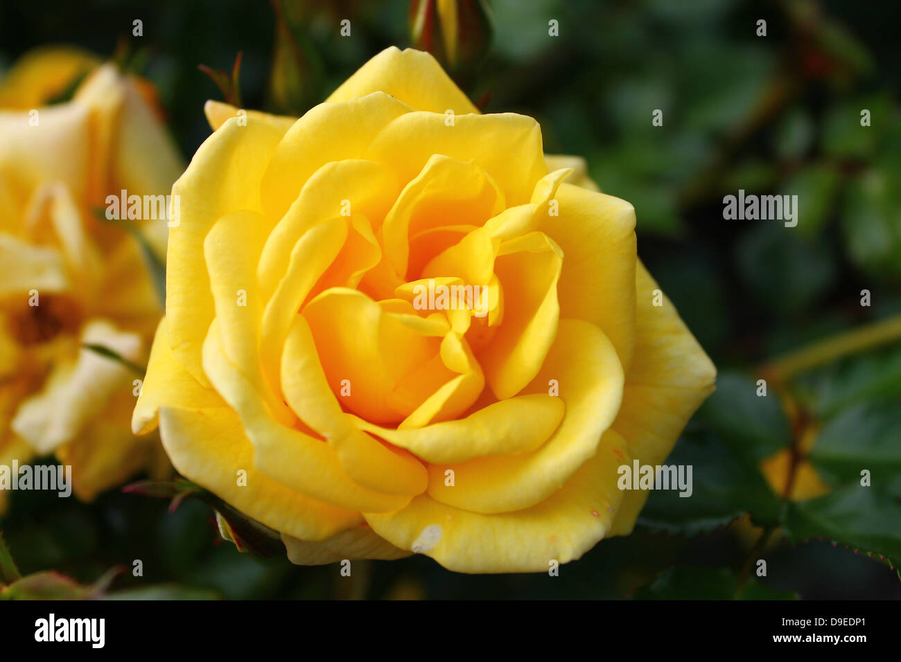 Yellow Rose, Lady Dixon Park Stock Photo - Alamy
