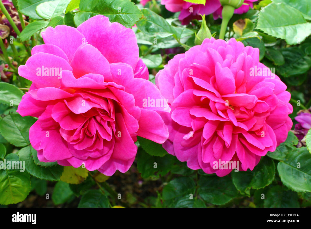 Our lady of ireland hi-res stock photography and images - Alamy