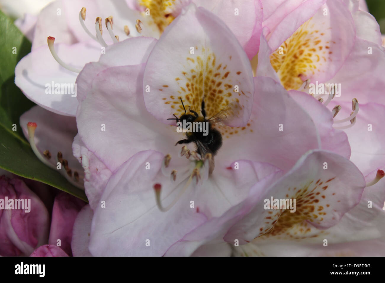 Bee lady hi-res stock photography and images - Alamy