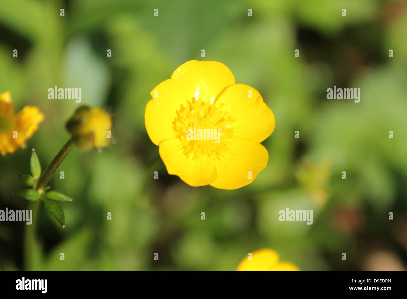 Buttercup Flower at Lady Dixon Park Northern Ireland Stock Photo - Alamy