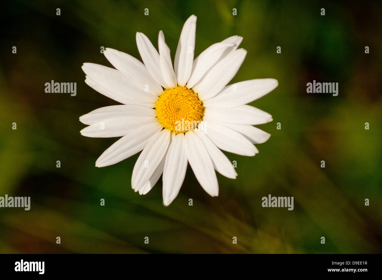 Large daisy hi-res stock photography and images - Alamy
