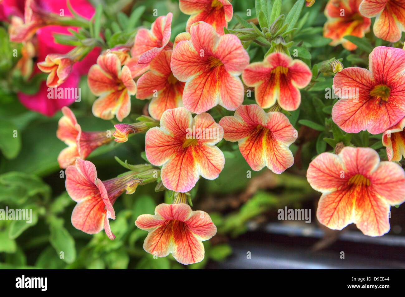 Calibrachoa hi-res stock photography and images - Alamy