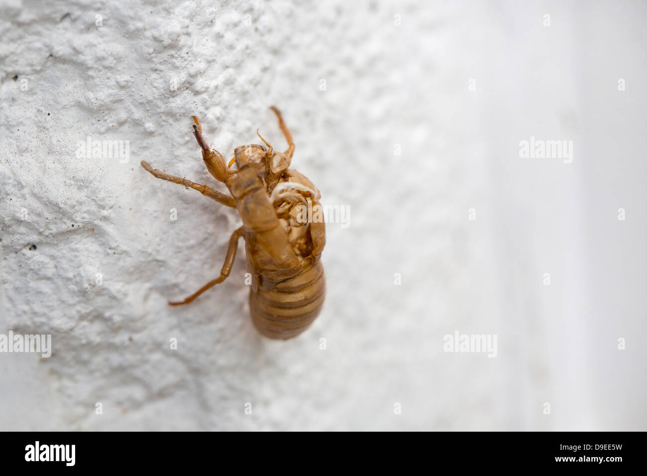 17-year cicada, also known as Magicicada Brood II Stock Photo - Alamy
