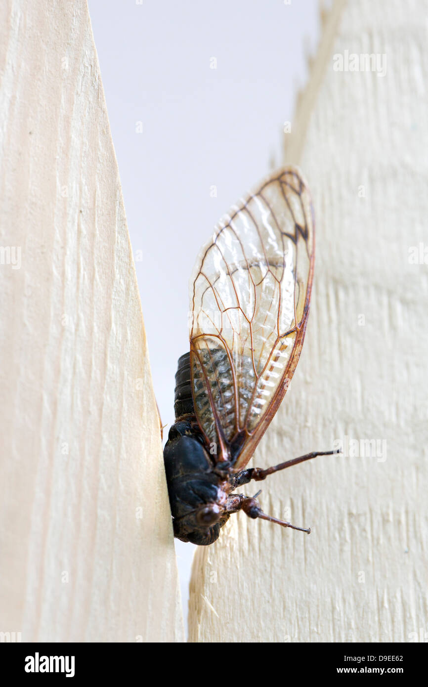 17-year cicada, also known as Magicicada Brood II Stock Photo - Alamy