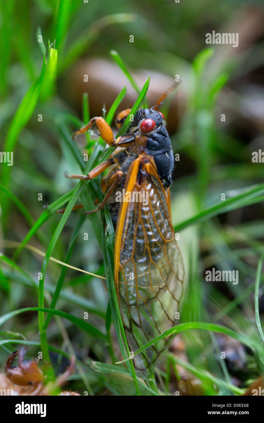 17-year cicada, also known as Magicicada Brood II Stock Photo - Alamy
