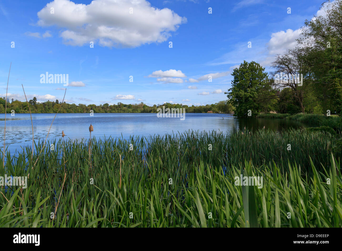 Overlooking Reeds into the Mere at ellesmere, Shropshire Stock Photo ...