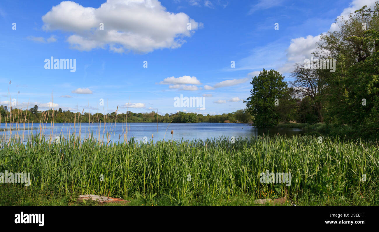 Overlooking Reeds into the Mere at ellesmere, Shropshire Stock Photo ...